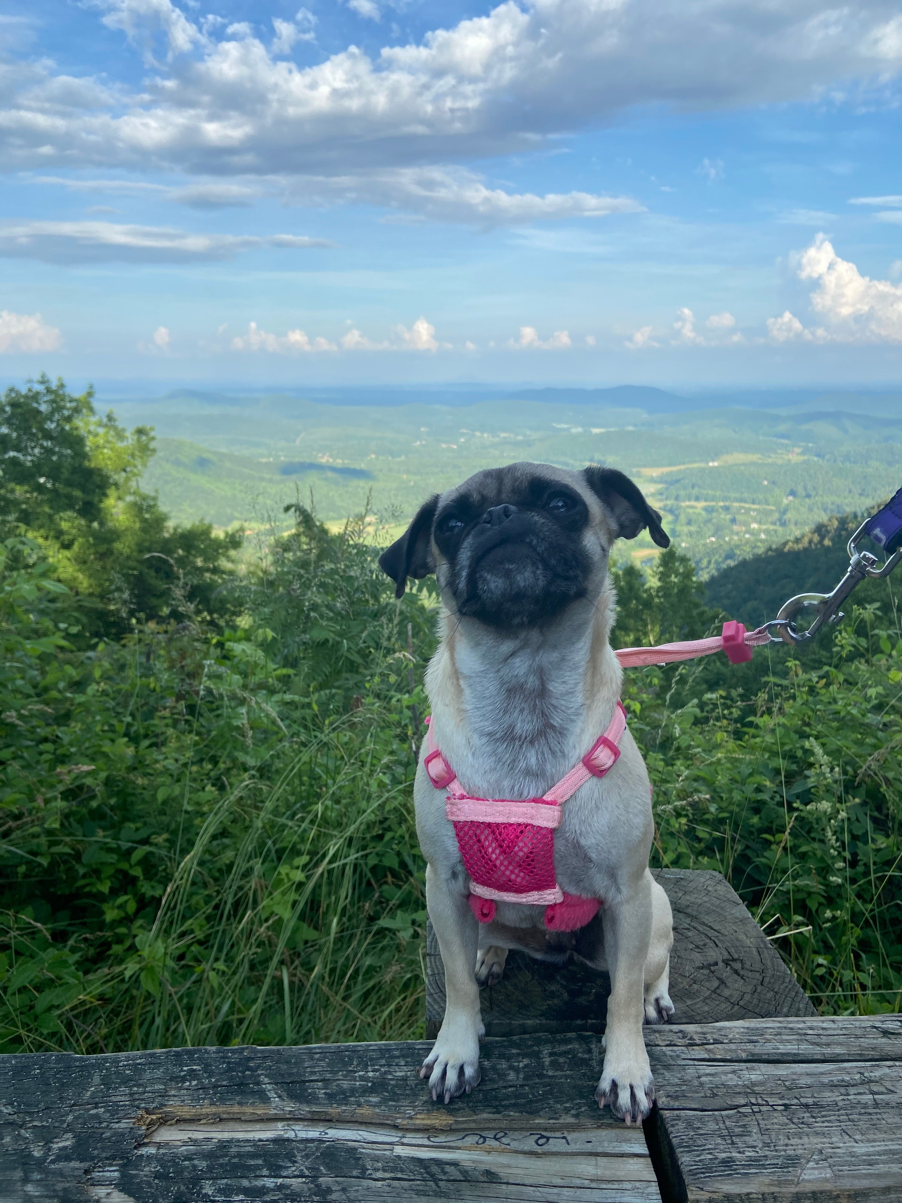 Cross Country with Kodi – N-GAGE